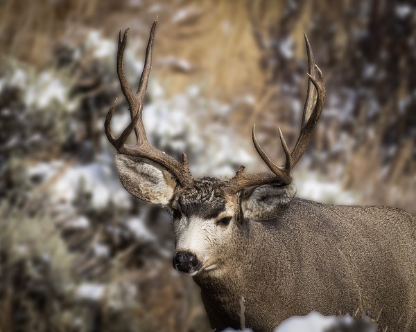 How humans and climate change are complicating survival for wildlife in ...